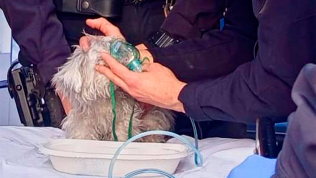 Un vecino evacuado y un cachorro rescatado en un incendio en Alcalá de ...